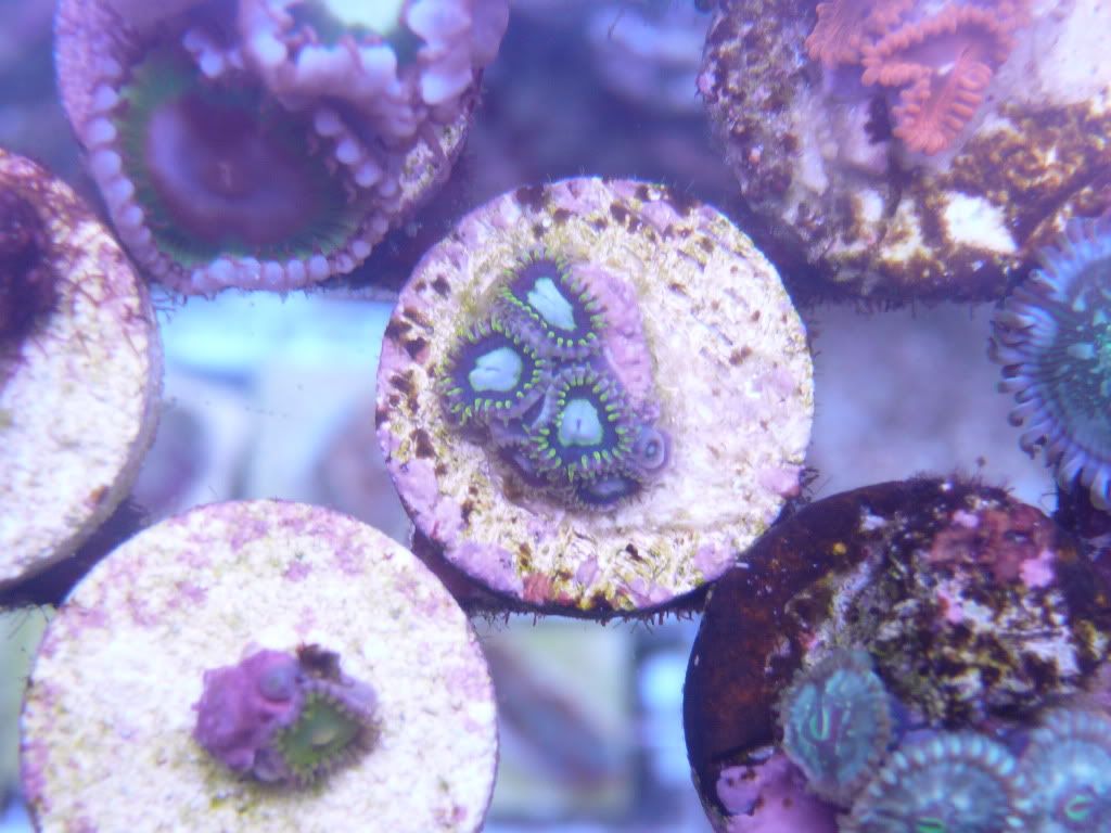Zoanthid Identification Please and Thanks! | REEF2REEF Saltwater and Reef Aquarium Forum
