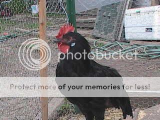 Black Minorca Pullet | BackYard Chickens - Learn How to Raise Chickens