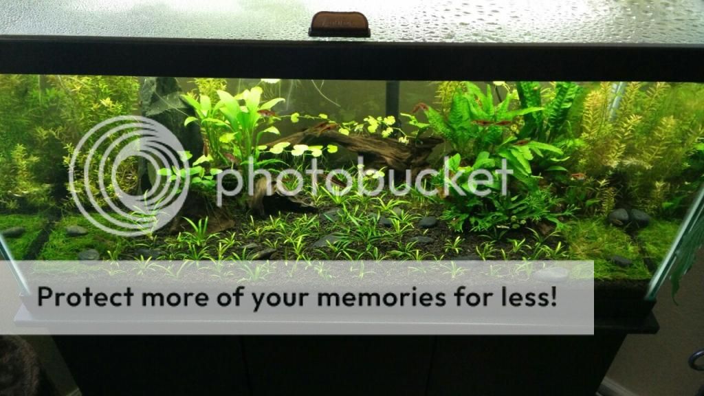 Breeding Tank Plants at Vonda Tong blog