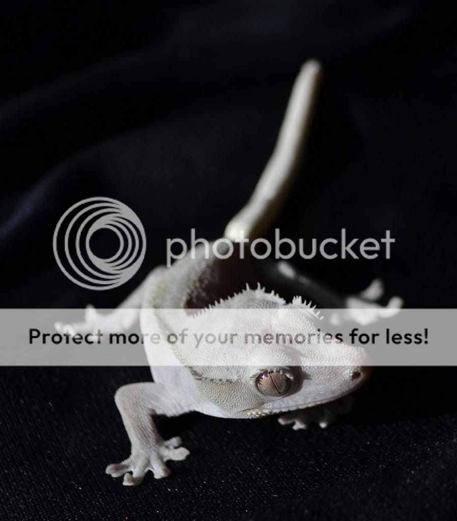 Couple of shots of the grey crested geckos | Reptile Forums