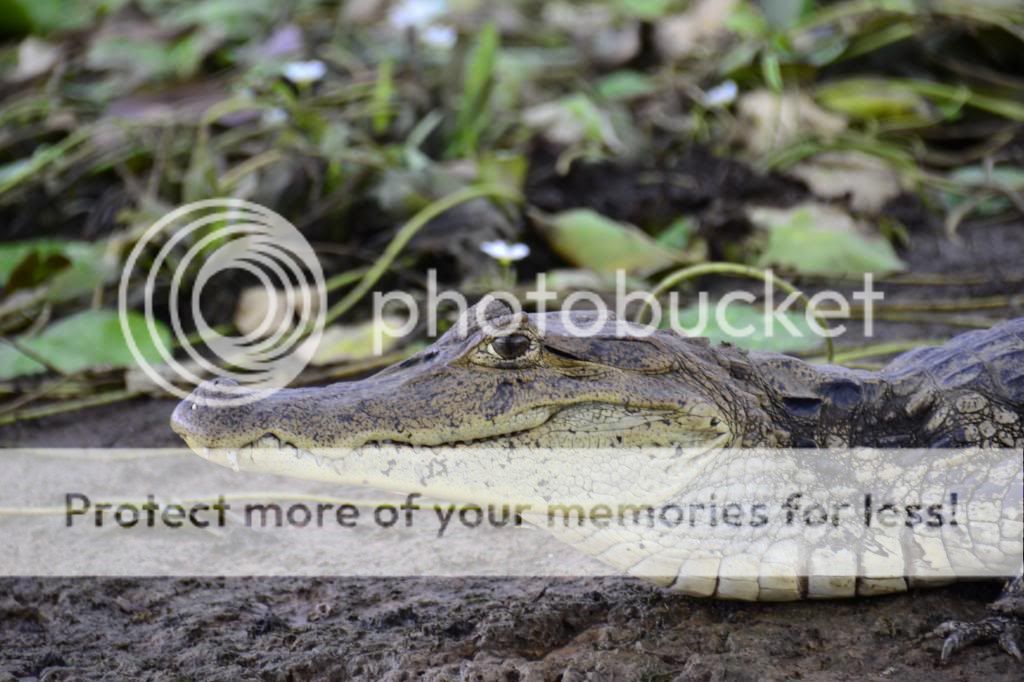 Costa Rican Lizards! (PIC HEAVY) | Reptile Forums