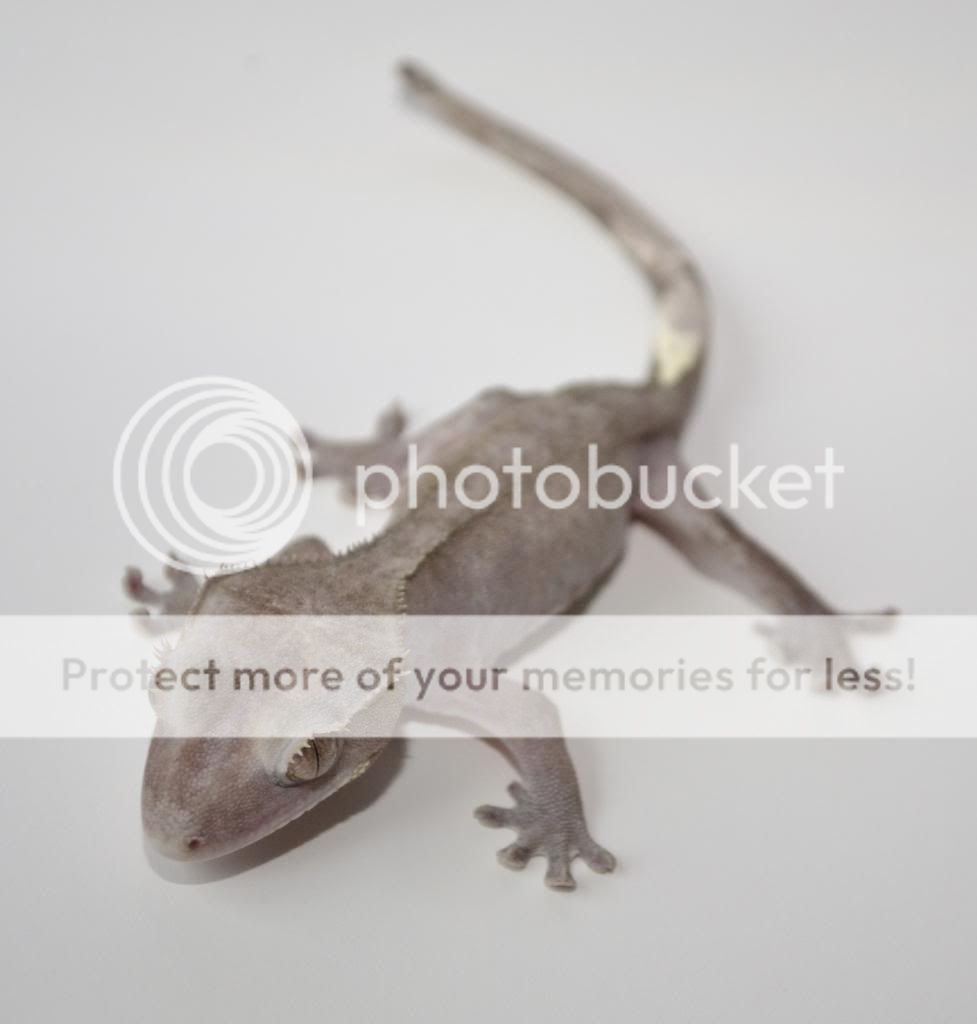 Couple of shots of the grey crested geckos | Reptile Forums
