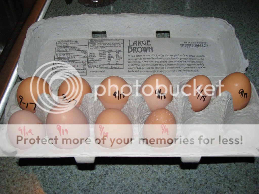 Double Yolker Machine! | BackYard Chickens - Learn How to Raise Chickens